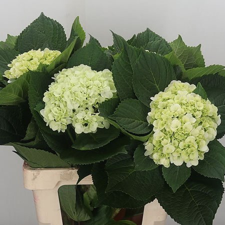 Hydrangea Magical Green Pearl 60cm | Wholesale Dutch Flowers & Florist ...