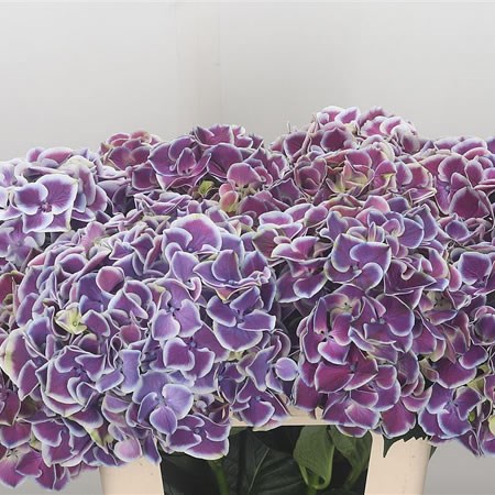 Hydrangea Magical Harlequin Blue 60cm | Wholesale Dutch Flowers ...