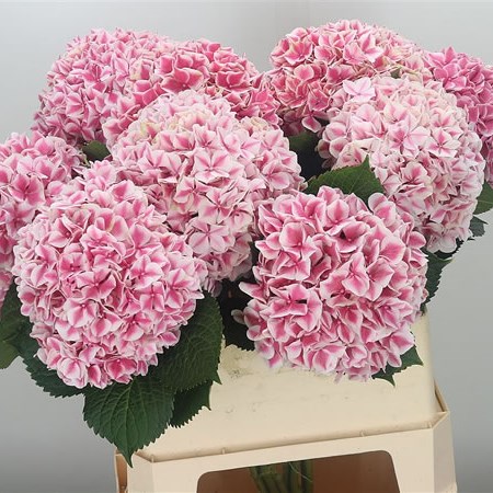 Hydrangea Magical Linn 80cm | Wholesale Dutch Flowers & Florist Supplies UK