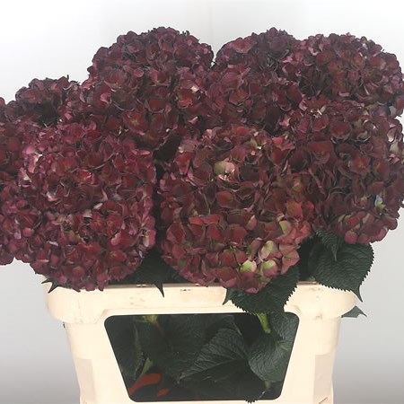 Hydrangea Magical Pink Ruby (Extra) 80cm | Wholesale Dutch Flowers ...