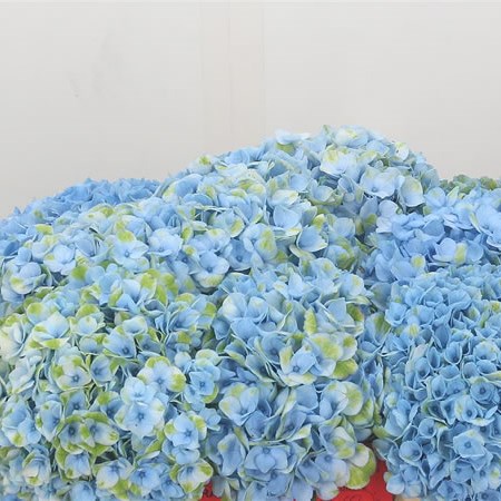 Hydrangea Magical Revolution Blue 35cm | Wholesale Dutch Flowers ...