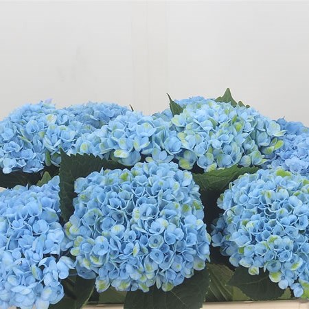 Hydrangea Magical Revolution Blue 40cm | Wholesale Dutch Flowers ...