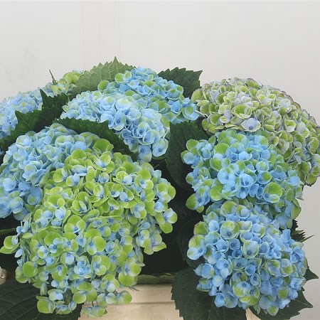 Hydrangea Magical Revolution Blue 40cm | Wholesale Dutch Flowers ...