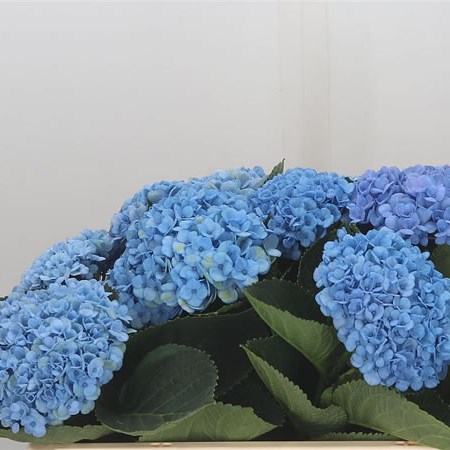 Hydrangea Magical Revolution Blue 50cm | Wholesale Dutch Flowers ...