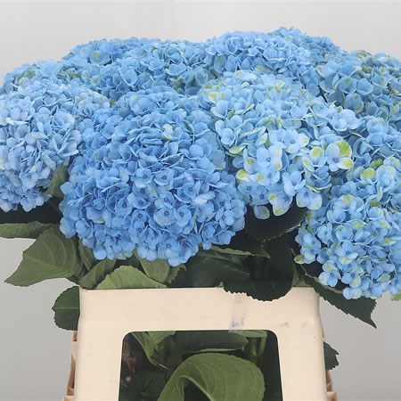 Hydrangea Magical Revolution Blue 60cm | Wholesale Dutch Flowers ...