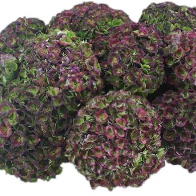 Hydrangea Magical Revolution Classic 50cm | Wholesale Dutch Flowers ...