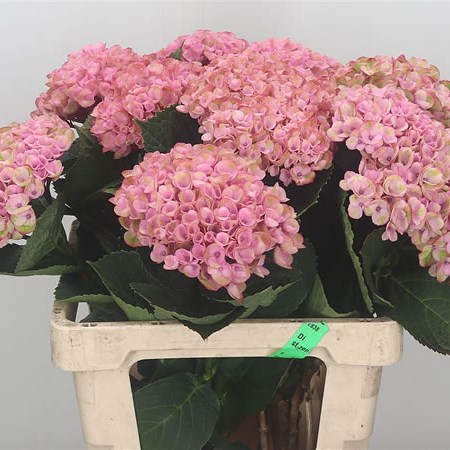 Hydrangea Magical Revolution Pink 60cm | Wholesale Dutch Flowers ...