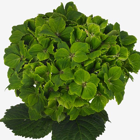 Hydrangea Magical Rhapsody 60cm | Wholesale Dutch Flowers & Florist ...