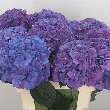 Hydrangea Magical Rodeo Lilac/Purple 60cm | Wholesale Dutch Flowers ...