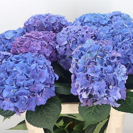Hydrangea Magical Rodeo Lilac/Purple 80cm | Wholesale Dutch Flowers ...
