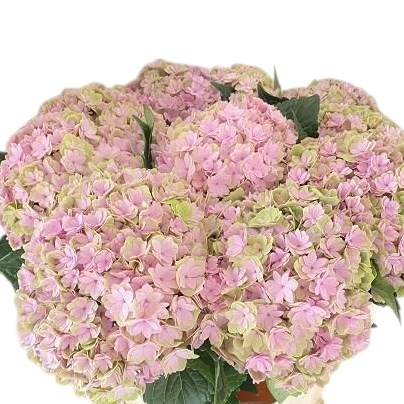 Hydrangea Magical Royal Pink Highness 60cm | Wholesale Dutch Flowers ...