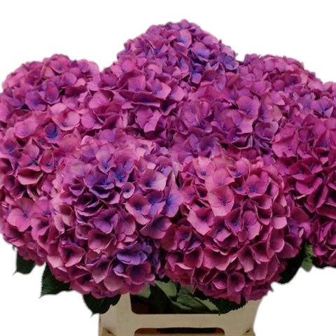 Hydrangea Magical Royal Venice 60cm | Wholesale Dutch Flowers & Florist ...