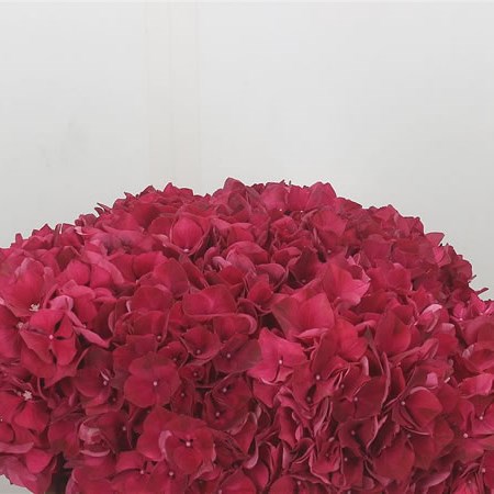 Hydrangea Magical Ruby Red 40cm | Wholesale Dutch Flowers & Florist ...