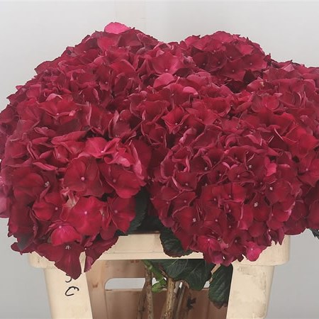 Hydrangea Magical Ruby Red 60cm | Wholesale Dutch Flowers & Florist ...
