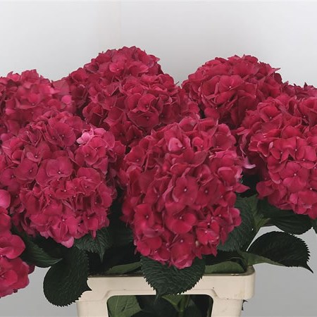 Hydrangea Magical Ruby Red 70cm | Wholesale Dutch Flowers & Florist ...