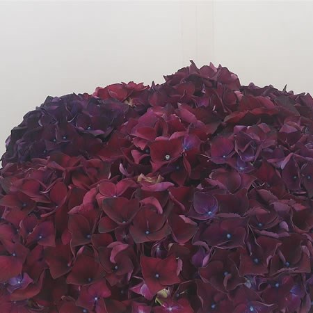 Hydrangea Magical Ruby Red Aubergine 50cm | Wholesale Dutch Flowers ...