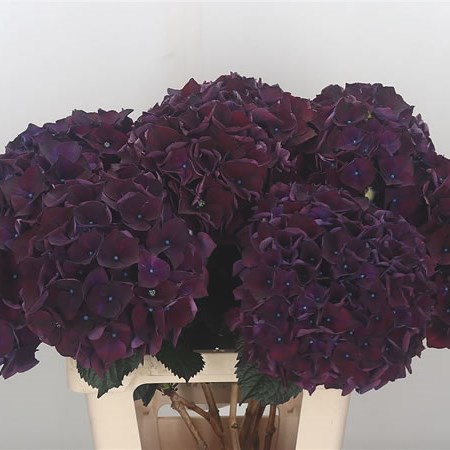 Hydrangea Magical Ruby Red Aubergine 65cm | Wholesale Dutch Flowers ...