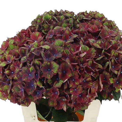 Hydrangea Magical Ruby Star 60cm | Wholesale Dutch Flowers & Florist ...