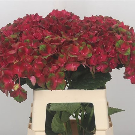 Hydrangea Magical Triumph 60cm | Wholesale Dutch Flowers & Florist ...