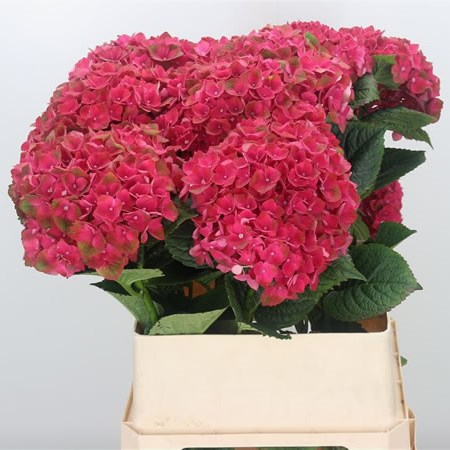 Hydrangea Magical Triumph 90cm | Wholesale Dutch Flowers & Florist ...