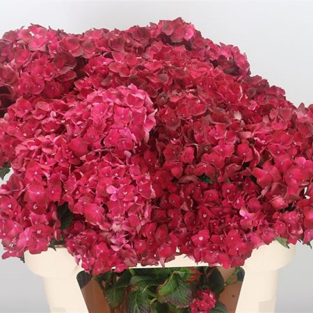 Hydrangea Magical Triumph (Spray) 80cm | Wholesale Dutch Flowers ...