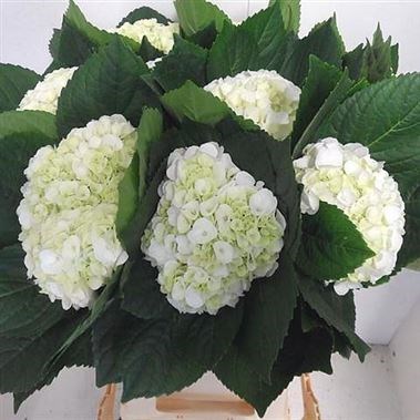 Hydrangea Magical White Pearl 50cm | Wholesale Dutch Flowers & Florist ...