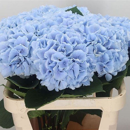 Hydrangea Mariama Blue 80cm | Wholesale Dutch Flowers & Florist Supplies UK