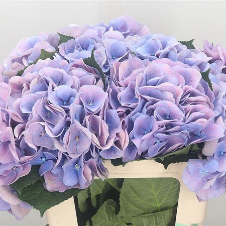 Hydrangea Marsepein Lavender 60cm | Wholesale Dutch Flowers & Florist ...