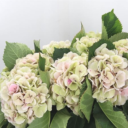 Hydrangea Monika Champagne Classic 60cm | Wholesale Dutch Flowers ...