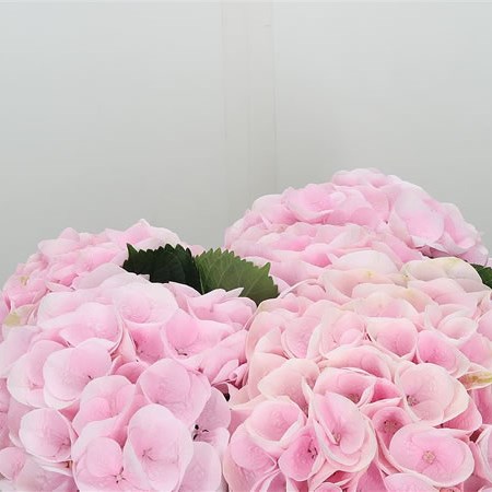 Hydrangea My Beautiful Pinktouch 50cm | Wholesale Dutch Flowers ...