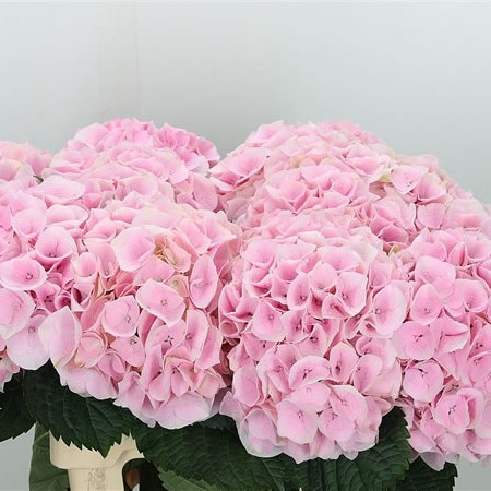 Hydrangea My Beautiful Pinktouch 60cm | Wholesale Dutch Flowers ...