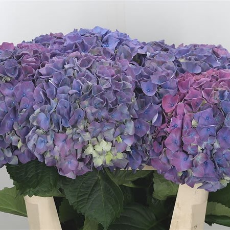 Hydrangea My Beautiful Riviera 75cm | Wholesale Dutch Flowers & Florist ...