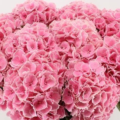 Hydrangea My Beautiful Rosada 60cm | Wholesale Dutch Flowers & Florist ...