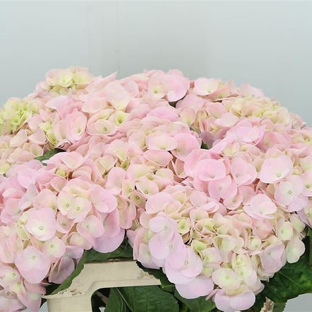 Hydrangea My Beautiful Sakura 60cm | Wholesale Dutch Flowers & Florist ...
