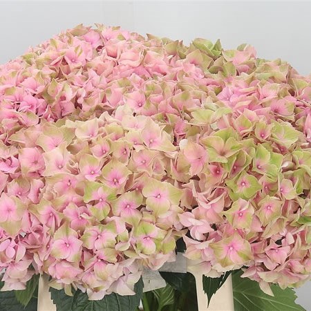 Hydrangea My Beautiful Salm Surprise 60cm | Wholesale Dutch Flowers ...