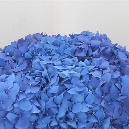 Hydrangea Pimpernel 40cm | Wholesale Dutch Flowers & Florist Supplies UK
