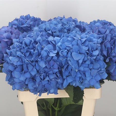 Hydrangea Pimpernel 65cm | Wholesale Dutch Flowers & Florist Supplies UK