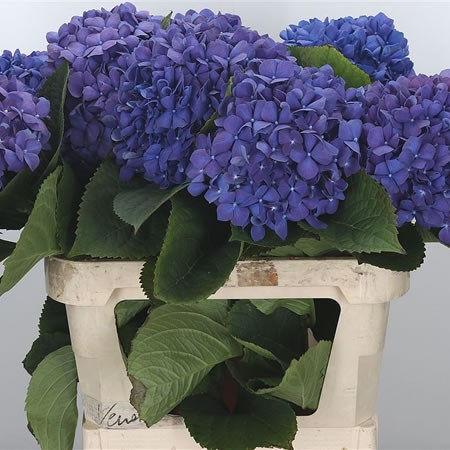 Hydrangea Pimpernel 70cm | Wholesale Dutch Flowers & Florist Supplies UK
