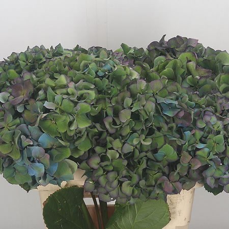 Hydrangea Pimpernel Blue Classic 65cm | Wholesale Dutch Flowers ...