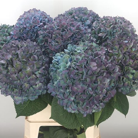 Hydrangea Pimpernel Blue Classic 90cm | Wholesale Dutch Flowers ...