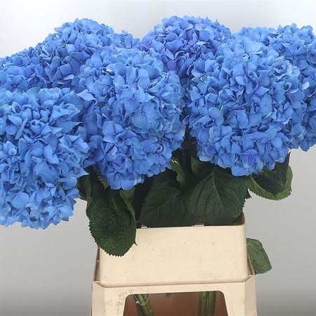 Hydrangea Pimpernel XXL 100cm | Wholesale Dutch Flowers & Florist ...