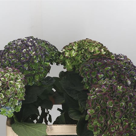Hydrangea Revolution Blue Classic 65cm | Wholesale Dutch Flowers ...
