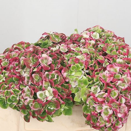 Hydrangea Revolution Green/Red Classic 30cm | Wholesale Dutch Flowers ...