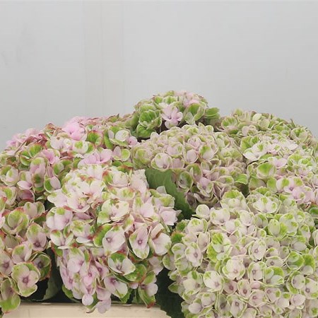 Hydrangea Revolution Pink Classic 35cm | Wholesale Dutch Flowers ...