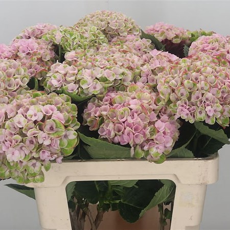 Hydrangea Revolution Pink Classic 60cm | Wholesale Dutch Flowers ...