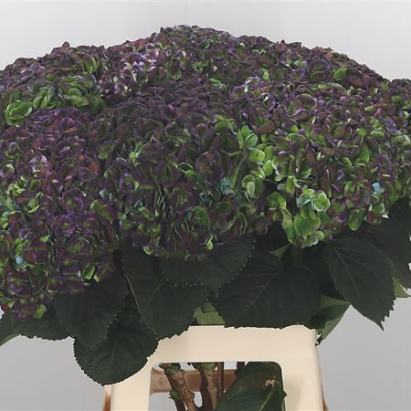 Hydrangea Revolution Purple/Green Classic 70cm | Wholesale Dutch ...