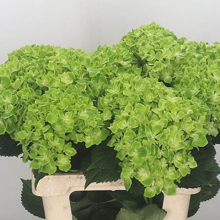 Hydrangea Rhapsody 65cm | Wholesale Dutch Flowers & Florist Supplies UK