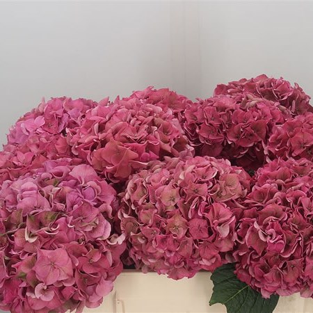 Hydrangea Rodeo Classic Pink 50cm | Wholesale Dutch Flowers & Florist ...