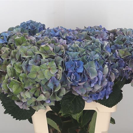 Hydrangea Rodeo Classic Purple 80cm | Wholesale Dutch Flowers & Florist ...