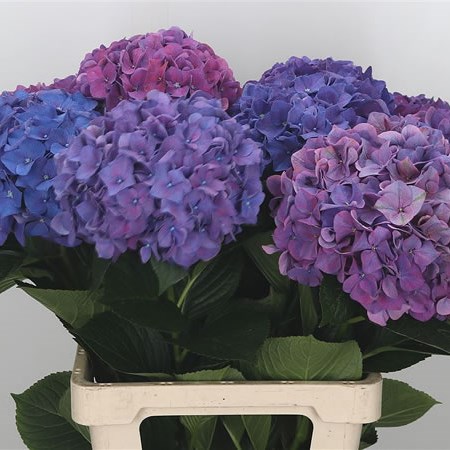 Hydrangea Rodeo Lilac/Purple 70cm | Wholesale Dutch Flowers & Florist ...